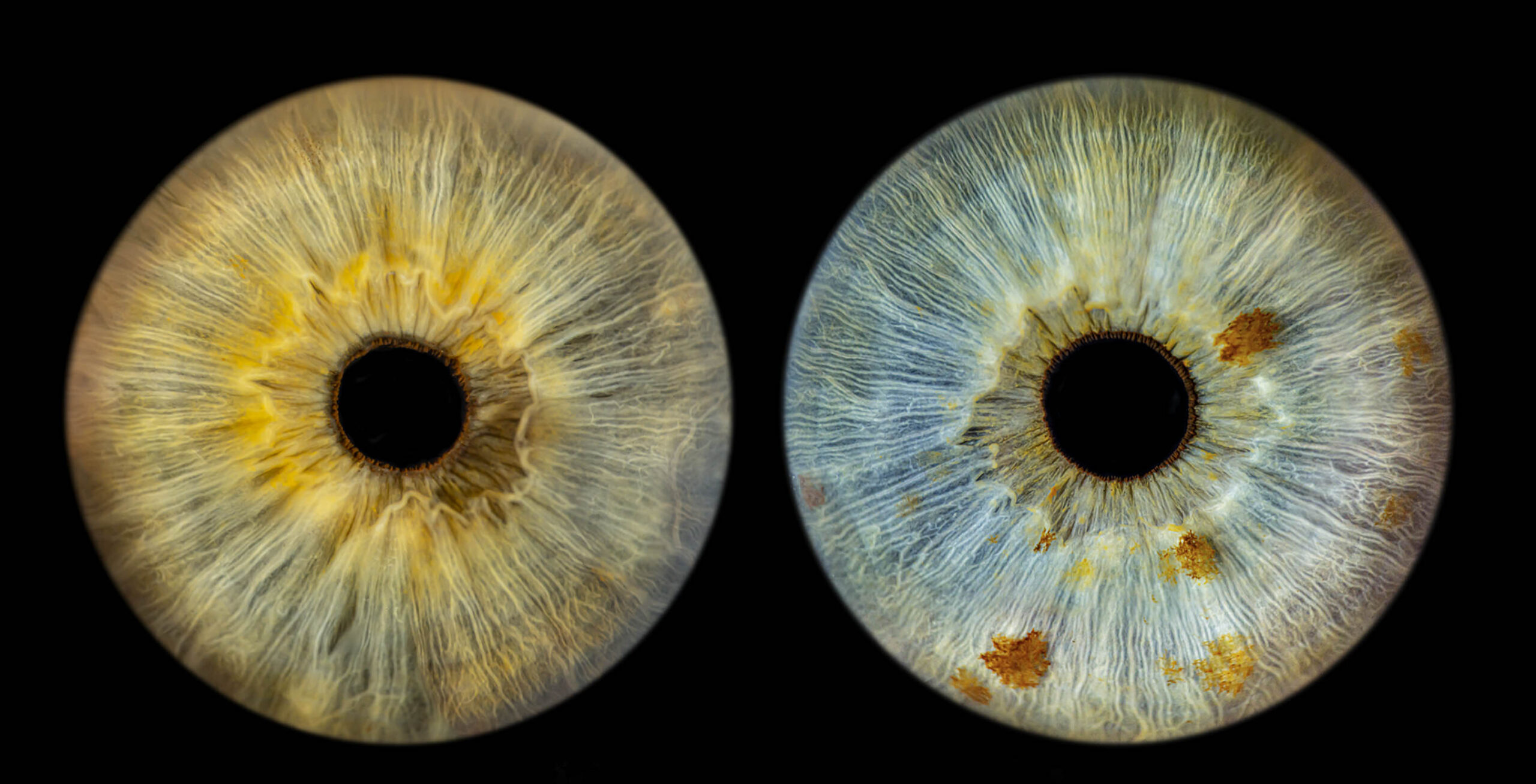 angebote | Premium Iris Fotografie direkt beim Fotografen in Frankfurt ...